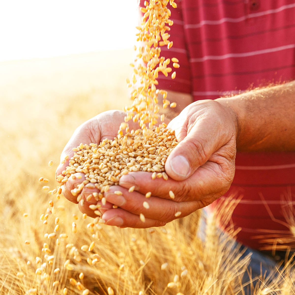 First Fruits Offerings - United Nations For Israel